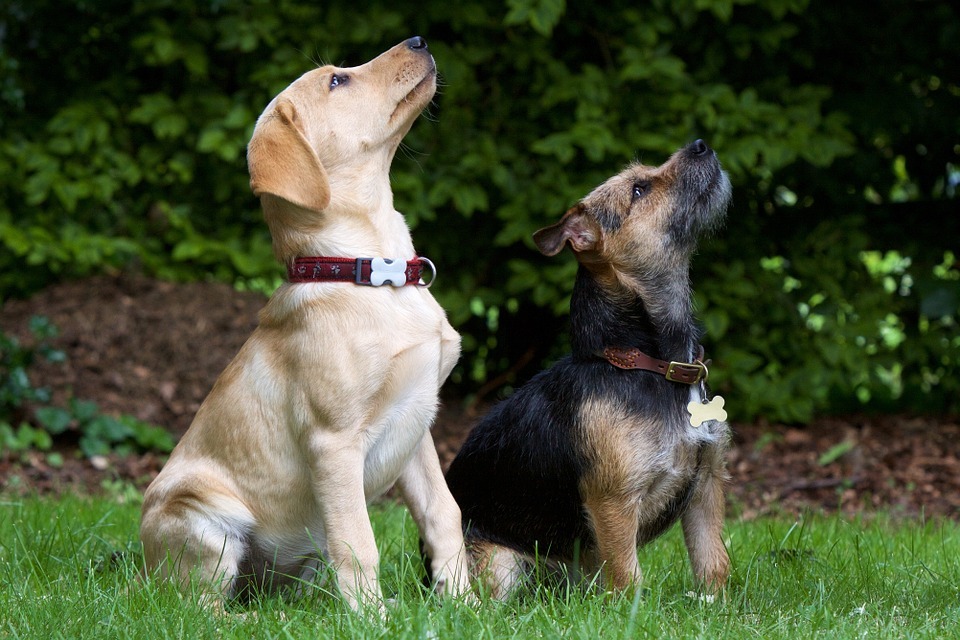 Teach Your Dog Command Words That Work Dog Gone Amazing Education Center
