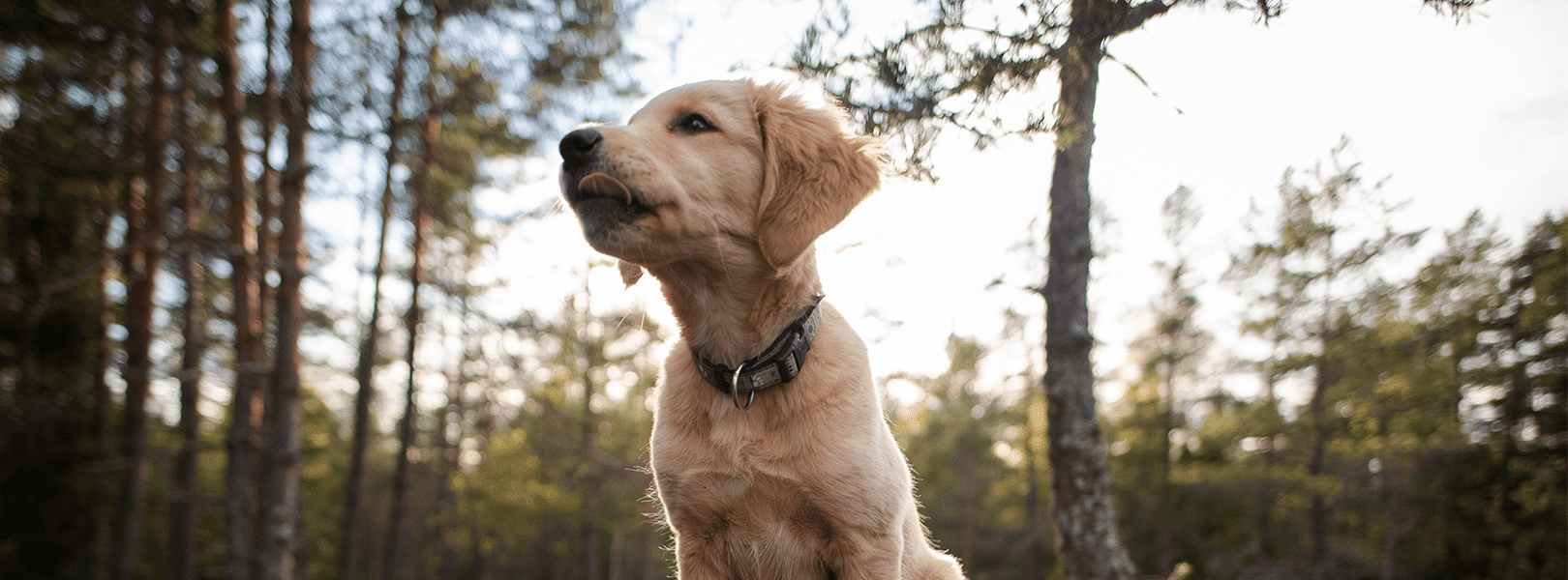 5 Ways Puppy Training Sets You Up For Years Of Happiness - Dog Gone ...