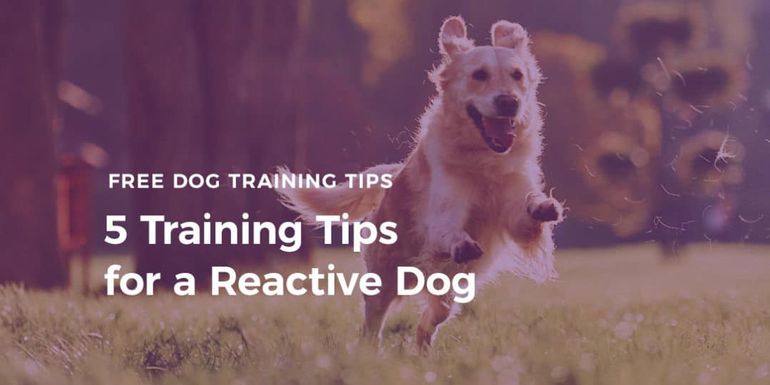 5 Training Tips for a Reactive Dog — Dog Gone Amazing