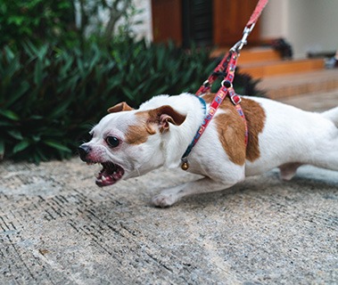 5 Training Tips for a Reactive Dog — Dog Gone Amazing