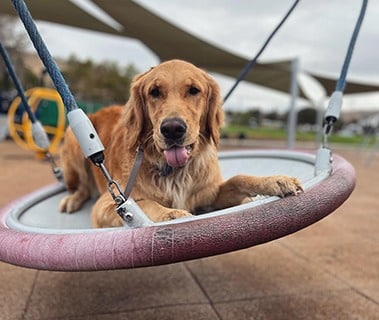 Where to Socialize Your Dog